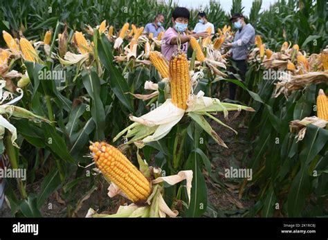 Liaocheng China September 20 2022 Grain Growers Observe The