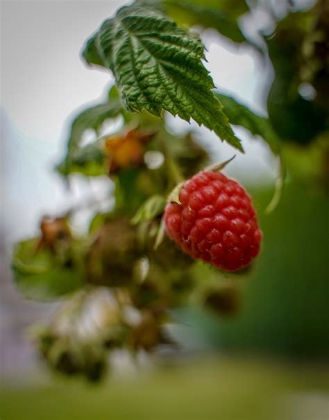 Raspberry Bush Fruit Free Photo On Pixabay