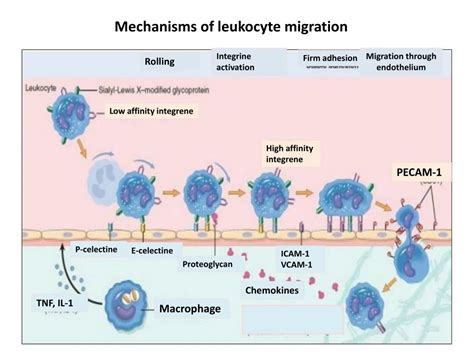 Ppt Inflammation Powerpoint Presentation Free Download Id9636746