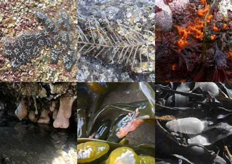 Cwis Sacfor Living Seas Training Wales