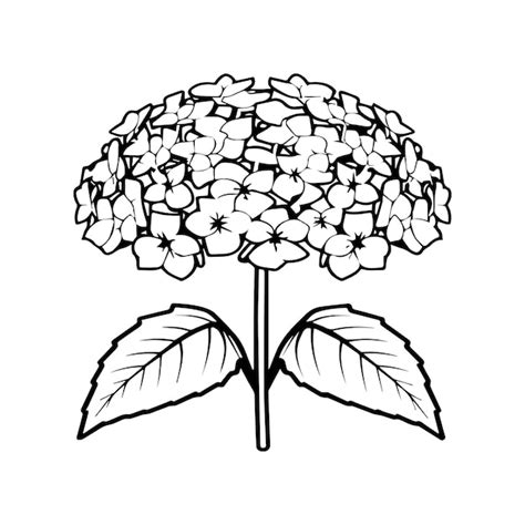 Premium Vector Hydrangea Coloring Pages Hydrangea Flower Outline