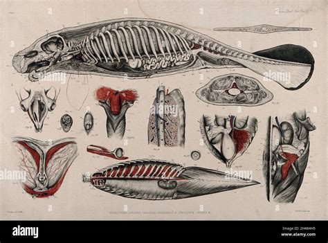 Dissection Of A Seal Or Manatee Fourteen Figures Showing The
