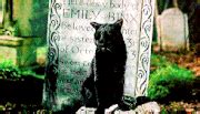 Thackery Binx Hocus Pocus 1993 Film Wiki Fandom