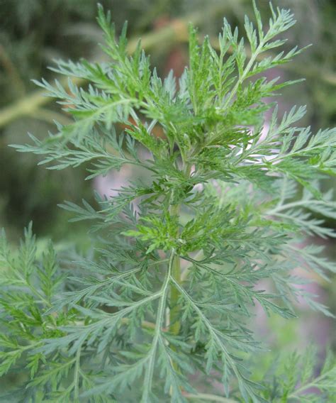 Artemisia Annua Artemisia Annua Sweet Wormwood The Seed Vine