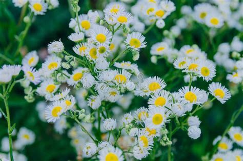 Small Wild Daisy Flowers In The Field Stock Image Image Of Environment Color 155039265
