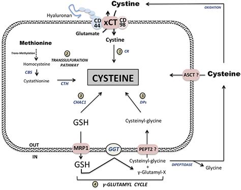 Frontiers Cysteine Depletion A Key Action To Challenge Cancer Cells
