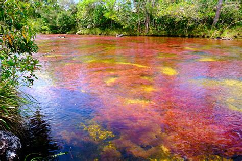 How To Visit Caño Cristales And See The Rainbow River Of Colombia