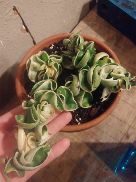 I Am Curious What You Guys Would Want To Trade Me For This Variegated