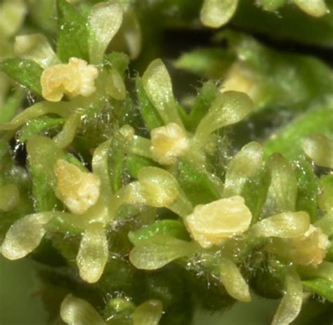 Flora Of New Zealand Taxon Profile Plagianthus Regius Subsp Regius