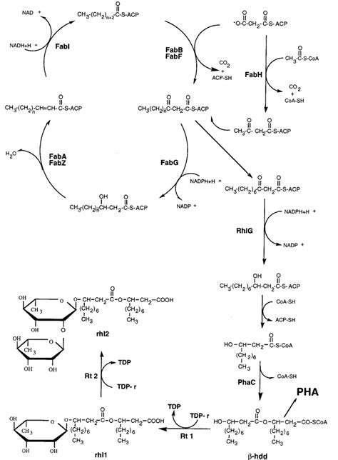 Cofactors Of Fatty Acid Synthesis At Jessie Nassar Blog