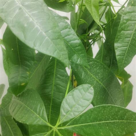 【一竞技】lol：冒泡赛胜者组对决前瞻 Ig和tes宿命对决！比赛kanavitheshy