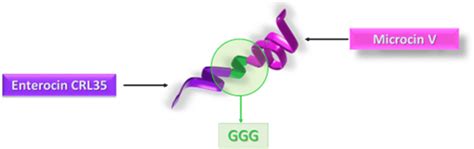 Construction Of The Hybrid Bacteriocin Ent35 Mccv The Peptide Was Download Scientific Diagram