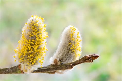 Pollen Allergy Ecarf