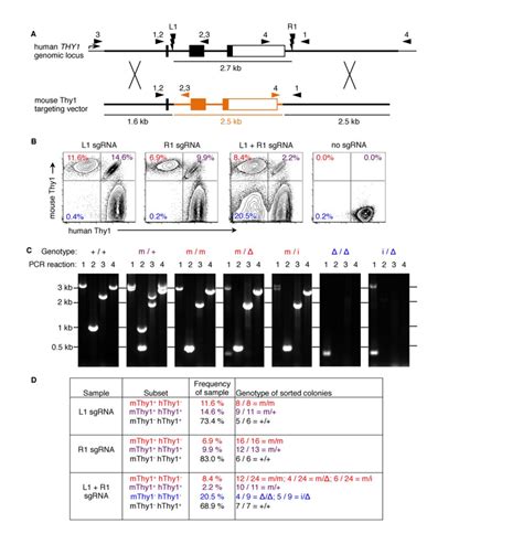 Homozygous Targeted Gene Replacement Using One Or Two Crispr Sgrnas Download Scientific