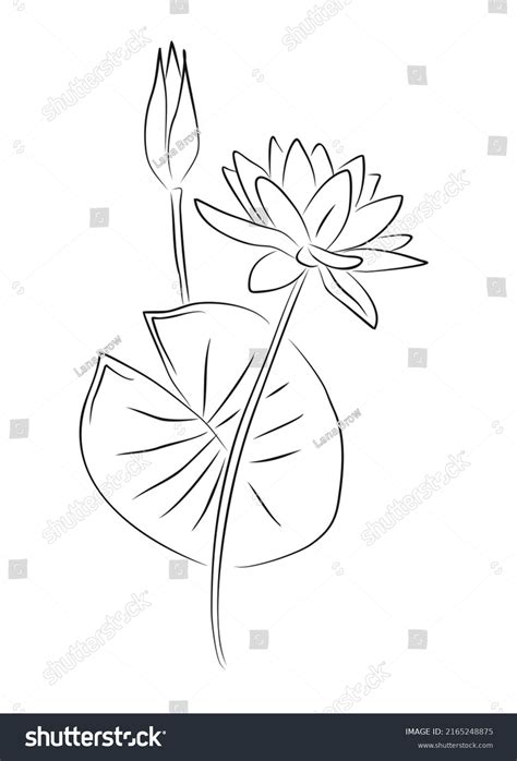 Water Lilies Drawing Easy At Mark Lenhardt Blog