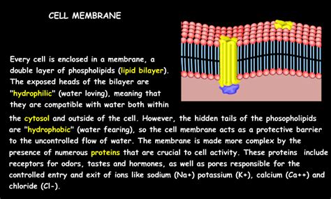 Interactive Cell Model