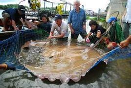 Giant Freshwater Stingray River Monsters Wiki Fandom