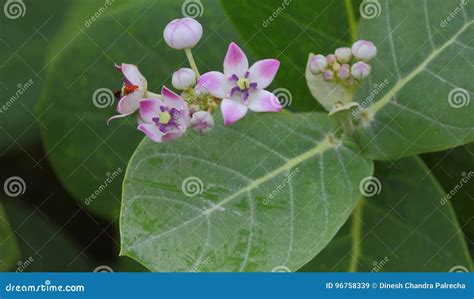 Indian Madar Plant Clan Calotropis Stock Image Image Of Clan Like