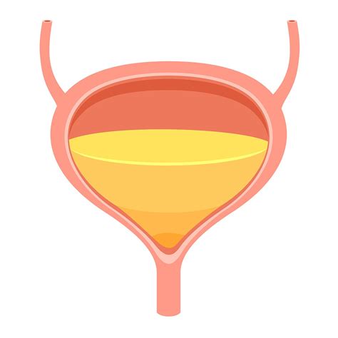 Urodynamics — Dr Dean Conrad Obstetrician And Gynaecologist Sydney