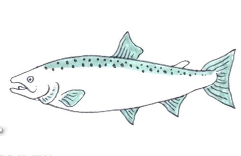 Salmon Drawing