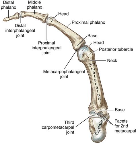 Structure And Function Of The Hand Musculoskeletal Key