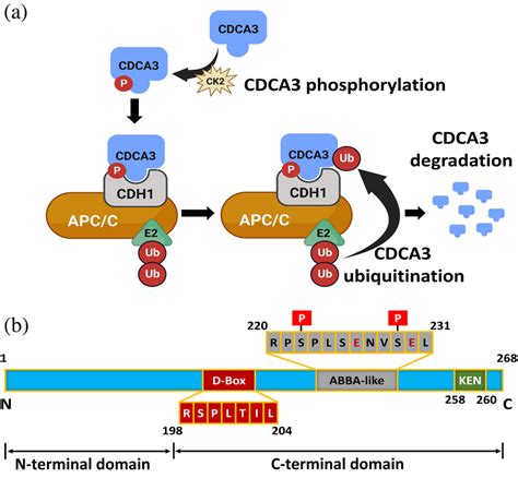 Structural Investigation Of Cdca3‐cdh1 Proteinprotein Interactions