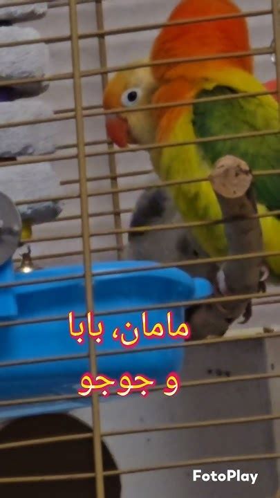 خانواده رنگی رنگی Youtube