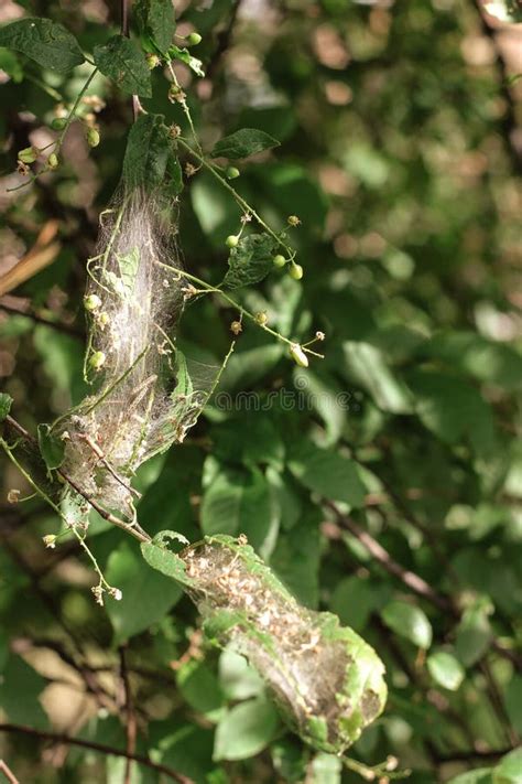 Cherry Tree Moth Spiderweb On Chokecherry Branch Stock Image Image Of