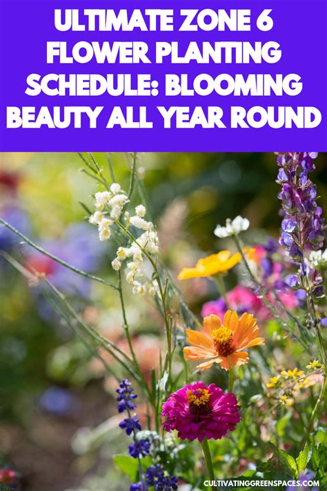 Ultimate Zone 6 Flower Planting Schedule Blooming Beauty All Year