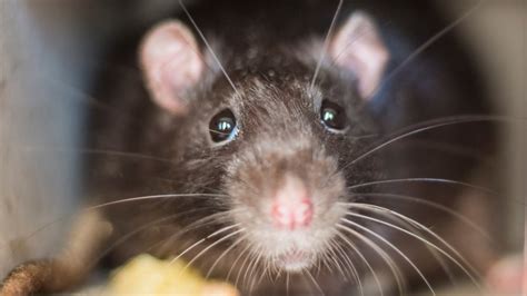 Heres Why Exploding Rats Were Invented During Wwii