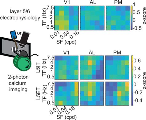 Diversity In Spatial Frequency Temporal Frequency And Speed Tuning Across Mouse Visual