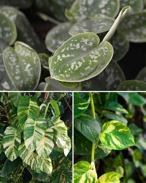 5 Surprising Benefits Of Pothos Why This Popular Houseplant Is A Must Have
