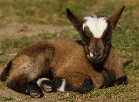 Dwarf Goat Stockfotografier Royaltyfria Dwarf Goat Bilder Depositphotos