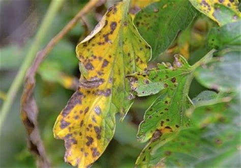 This Is A Tomato Showing Signs Of The Fungal Disease Called Early