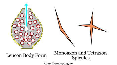 Class Calcarea Diagram