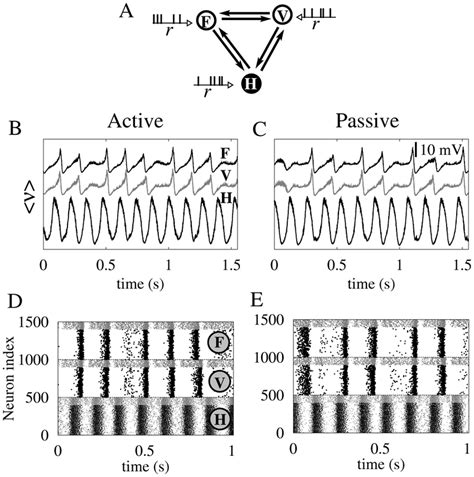 Modeling Neuronal Dynamics Underlying Passive And Active Behavioral