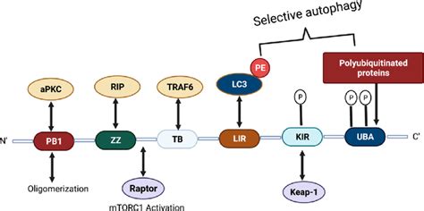 Schematic Representation Of The Structure And Functional Domains Of P62 Download Scientific