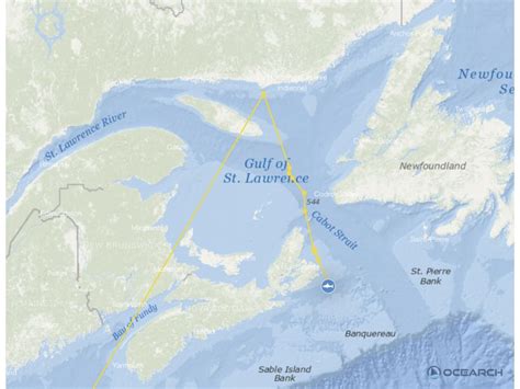 Ocearch Updates The World On Contender The Largest Male White Shark