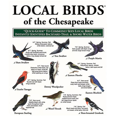 Pocket Guides Local Birds