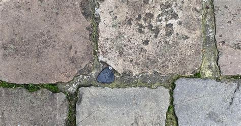 Le Plectre Champ Psybe