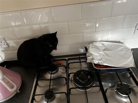 The Gigantic Rat Had A Taste Of My Pasta Bake Rcatsareassholes