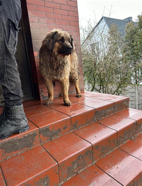 Danuta Kwiatkowska Przerywa Cierpienie Zwierząt Gniezno Fakty Interwencje