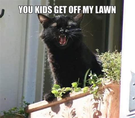 50 Funny Black Cat Memes That Will Make You Laugh Right Now