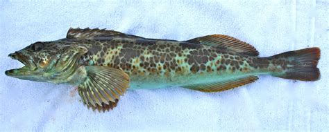 17 Facts About Lingcod