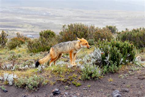 320点を超えるクルペオギツネ 写真のストックフォト、写真、そしてロイヤリティフリーの画像 Istock