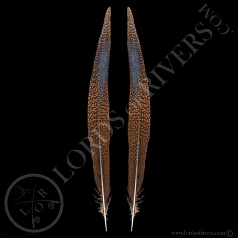Bronze Tailed Peacock Pheasant Paired Center Tails Lords Of Rivers