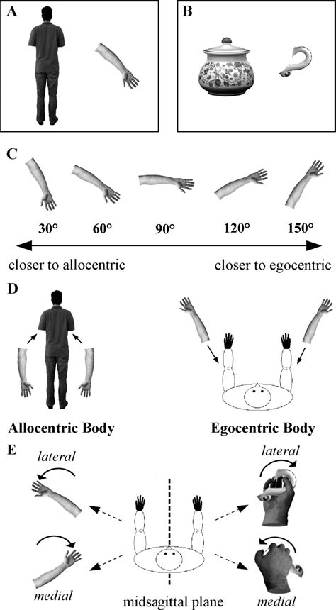 Arm Anatomical Positions