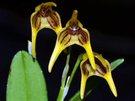 Masdevallia Garciae — Ecuagenera Orquídeas Del Ecuador