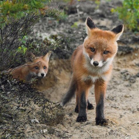 Premium Photo Curious Fox Cubs