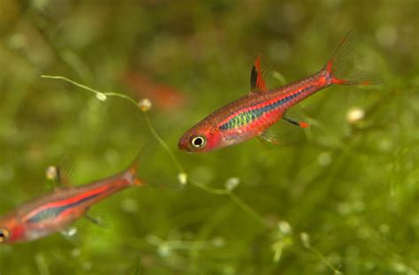 Chili Rasbora Compatibility At Hunter Lilley Blog